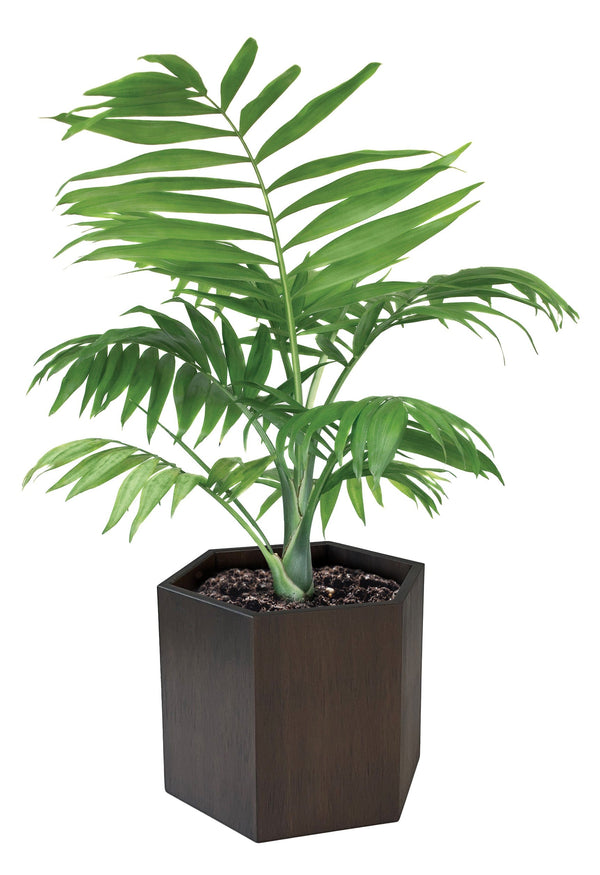 Hexagon Forever Planters - KODAMA